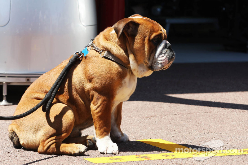Roscoe, the dog owned by Lewis Hamilton, Mercedes AMG F1 at Monaco GP